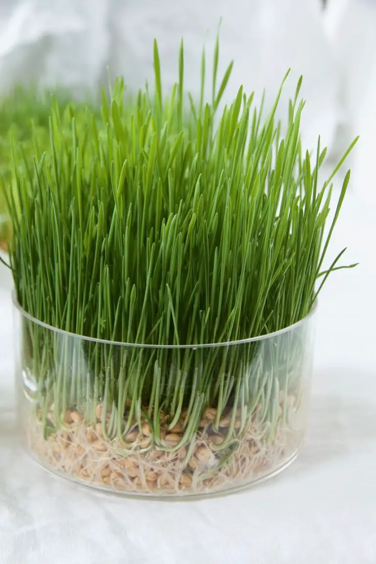 Norooz Sprouts - Labsalliebe