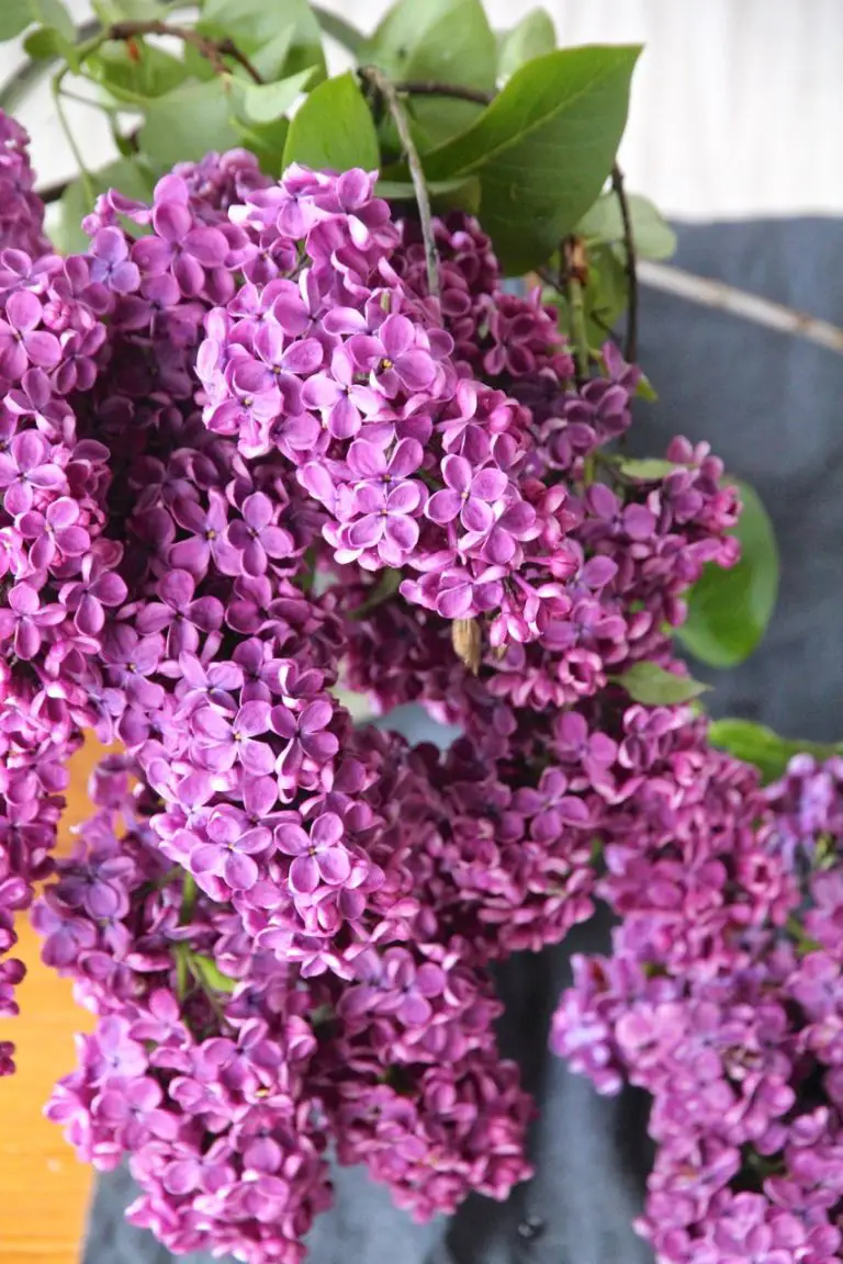 Mast o Musir - persischer wilder Knoblauch-Joghurt - Labsalliebe