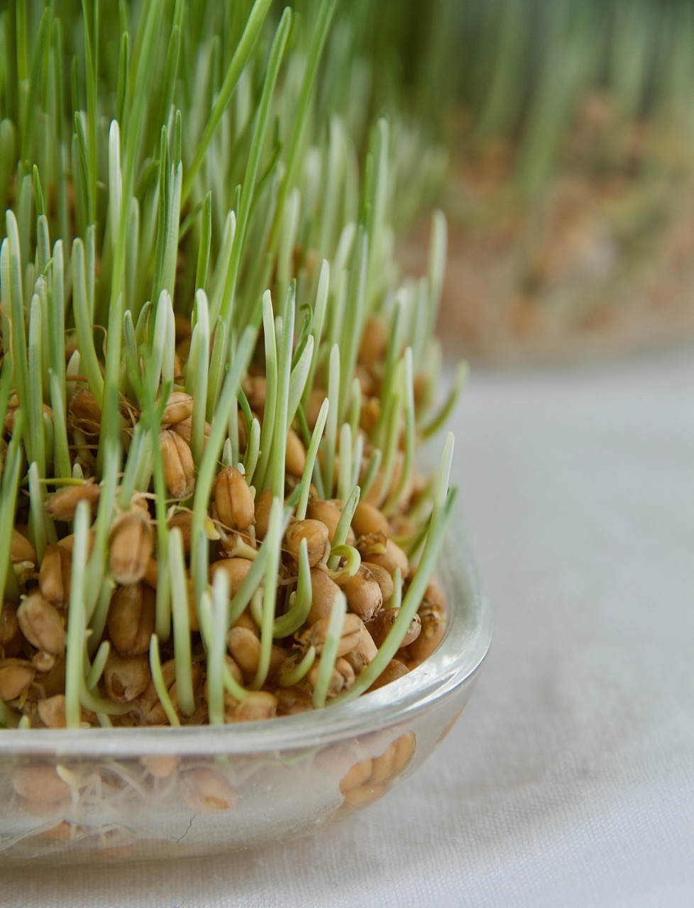 Sabzeh für Nowrooz selber ziehen - Labsalliebe