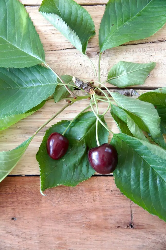 Khoresh-e Albaloo - Lamm-Hackbällchen in Sauerkirschsauce خورش آلبالو ...